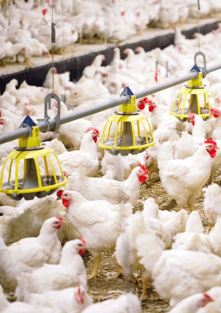 Poultry Feeds Archives | Pioneer Feeds | High-Performance Feeds for ...