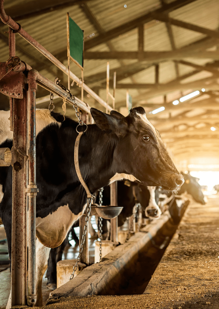 Minerals Archives | Pioneer Feeds | High-Performance Feeds for Poultry ...